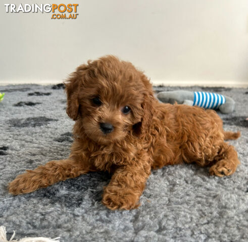 Cute toy cavoodle available now