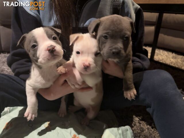 32 Puppies in Australia for "English staffy"