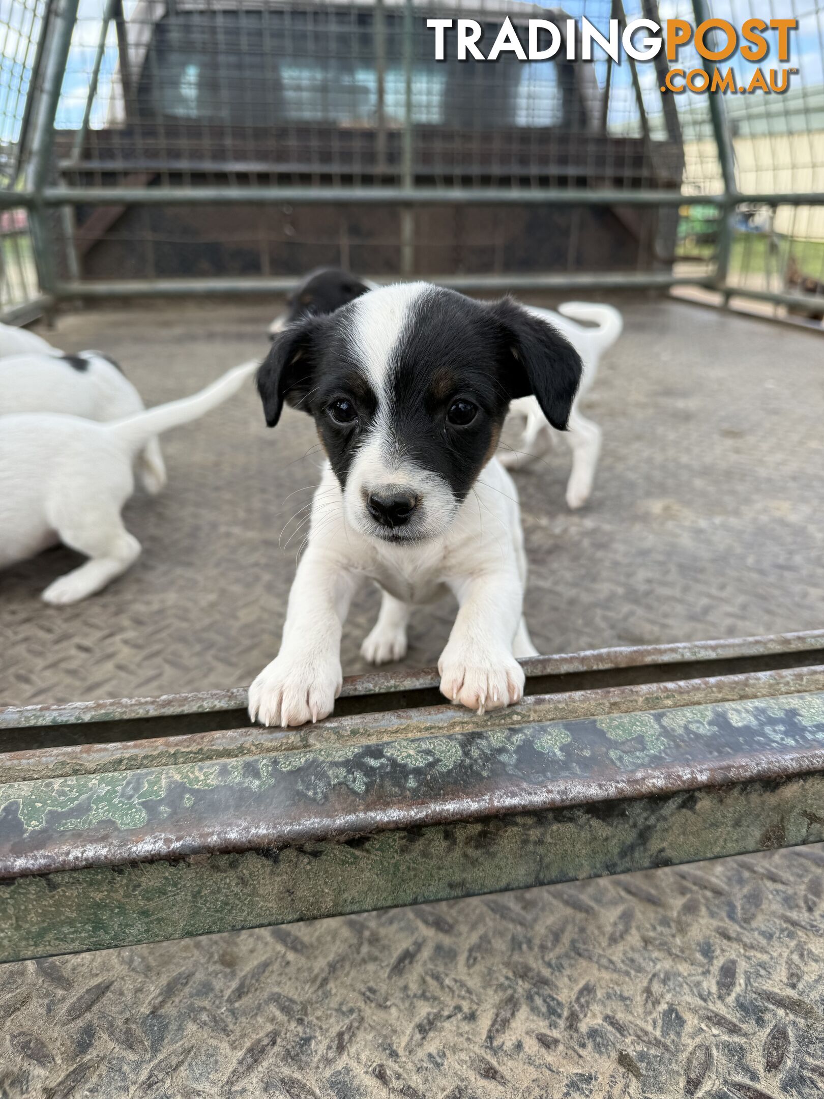 Mini Fox Terrier Puppies