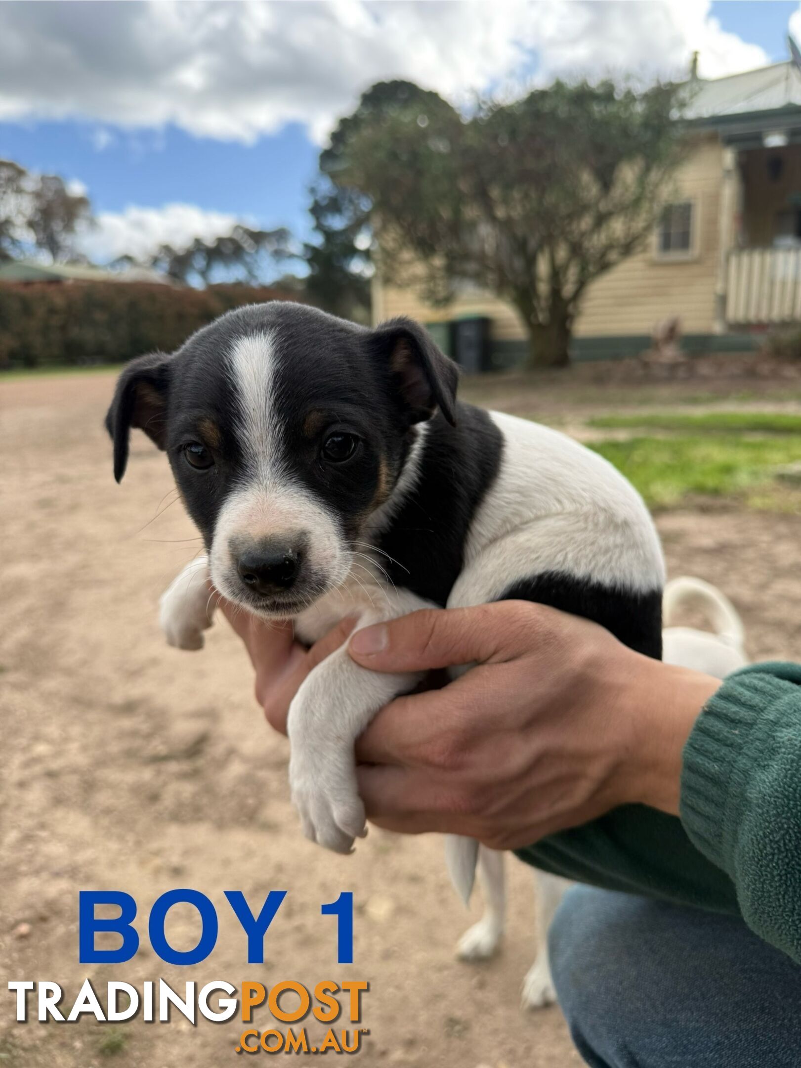 Mini Fox Terrier Puppies