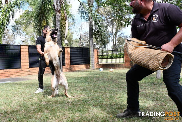 Guard Dogs FOR SALE
