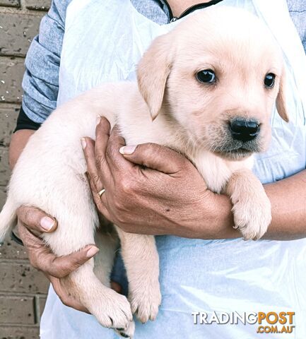 16 Labrador Retriever Puppies in Victoria