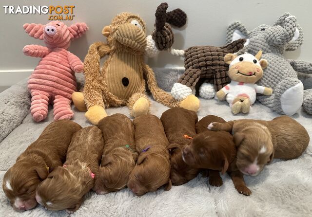 F1 Toy Cavoodles Ready for Christmas