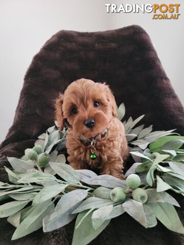 RUBY CAVOODLE PUPPIES
