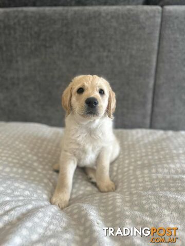 Labrador X Groodle