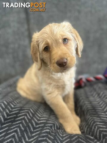 Labrador X Groodle