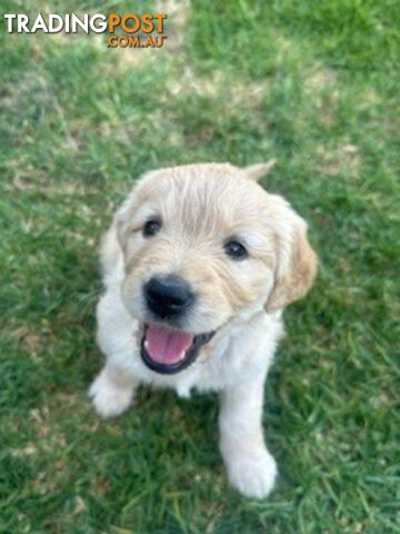 STANDARD GROODLE PUPPIES Fluffy Goofy Adorable Bubbas