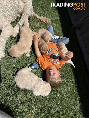 STANDARD GROODLE PUPPIES Fluffy Goofy Adorable Bubbas