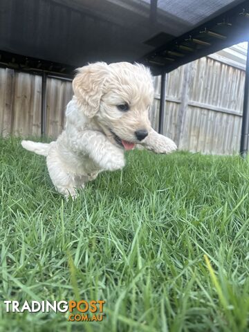 STANDARD GROODLE PUPPIES Fluffy Goofy Adorable Bubbas