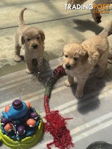 STANDARD GROODLE PUPPIES Fluffy Goofy Adorable Bubbas