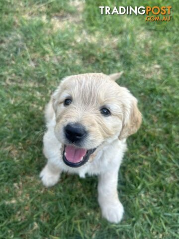 STANDARD GROODLE PUPPIES Fluffy Goofy Adorable Bubbas