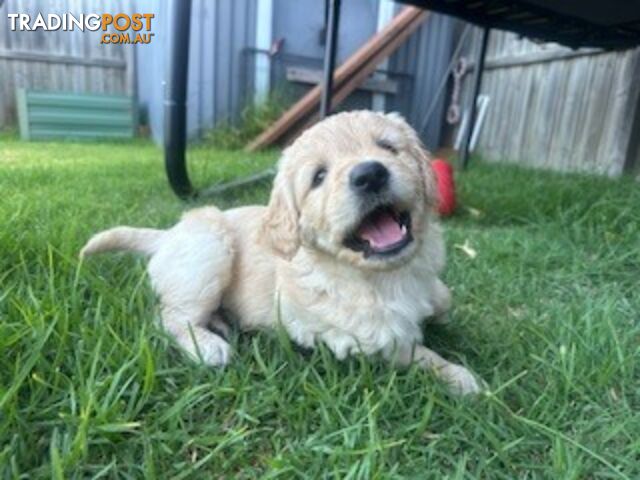 STANDARD GROODLE PUPPIES Fluffy Goofy Adorable Bubbas