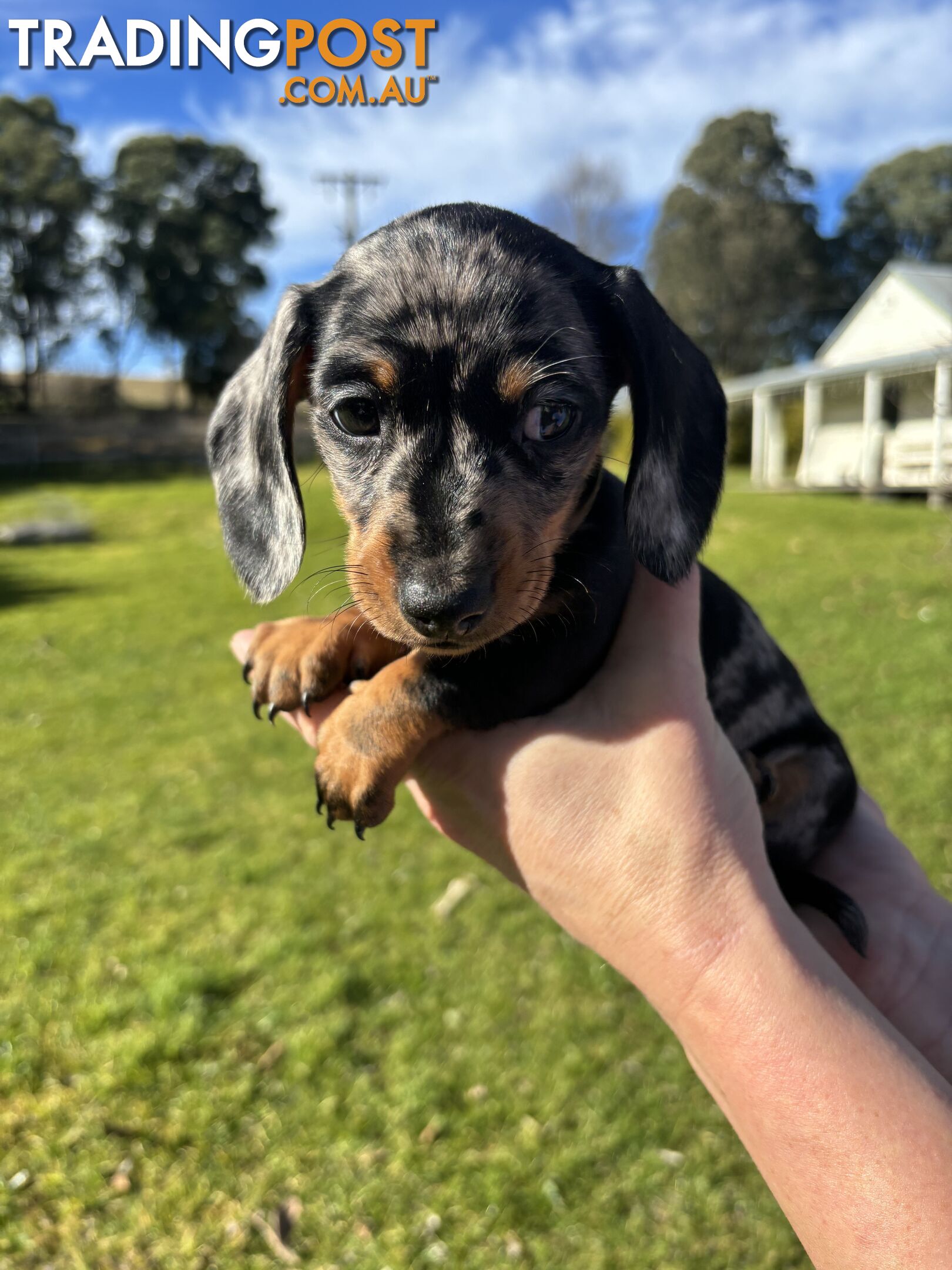 Miniature Short Hair Dachshunds Puppies