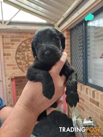 GROODLE X LABRADOODLE