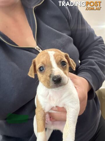 Mini Foxy Pups For sale