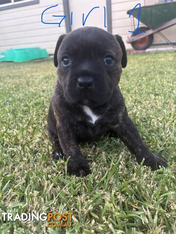 Purebred English Staffies