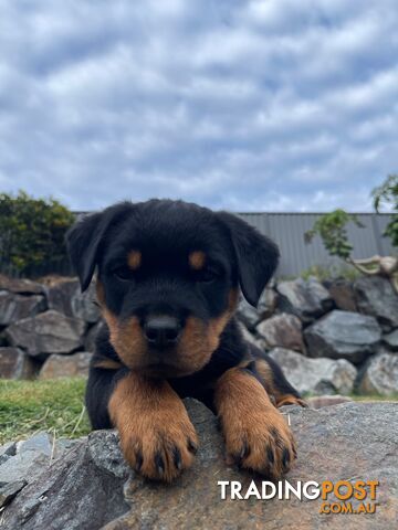 Rottweilers Pure Bred MUST GO NOW