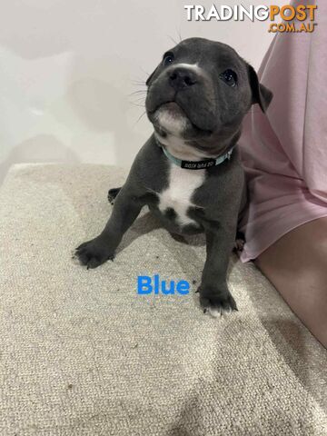 Purebreed Blue Staffy Puppies