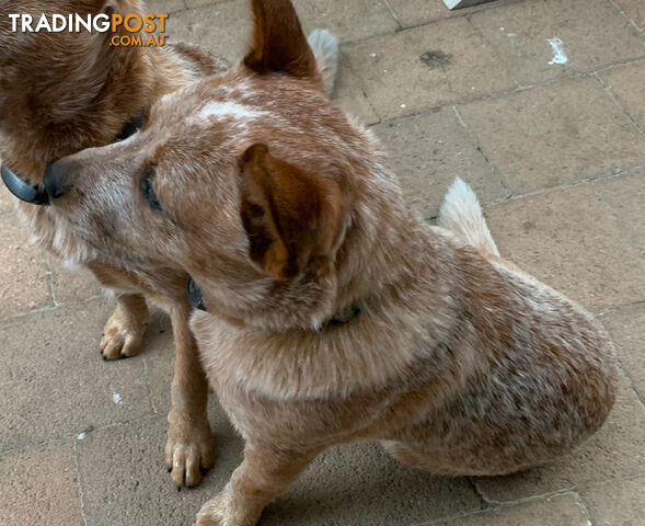 Male red heeler