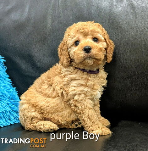 5 Miniature Spoodles Puppy awaiting their forever Home Parents DNA Tested