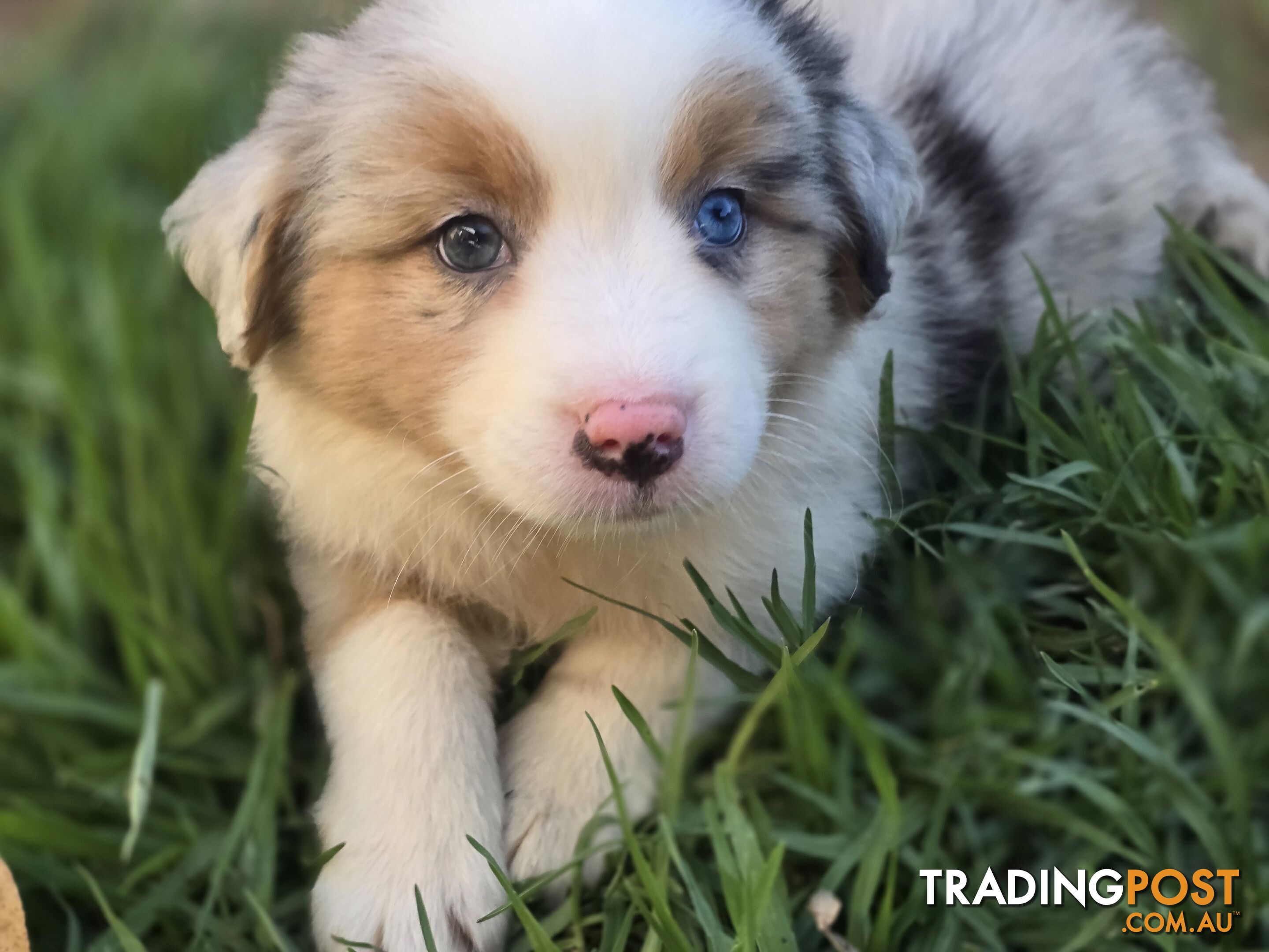 Gorgeous Australian Shepherd x Border Collie Puppies