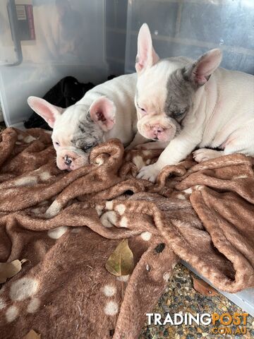 Pure French Bulldog Puppies