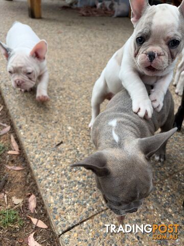 Pure French Bulldog Puppies