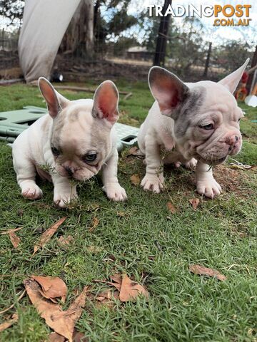 Pure French Bulldog Puppies