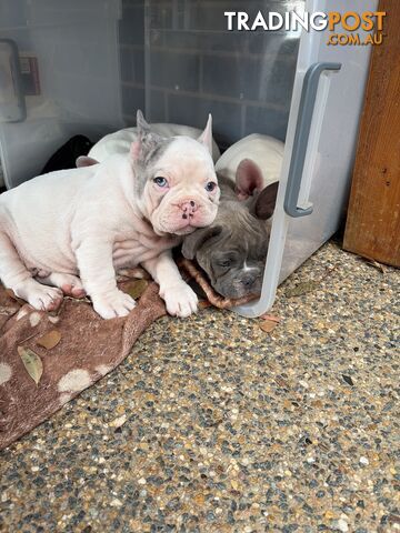 Pure French Bulldog Puppies