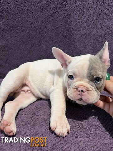 Pure French Bulldog Puppies
