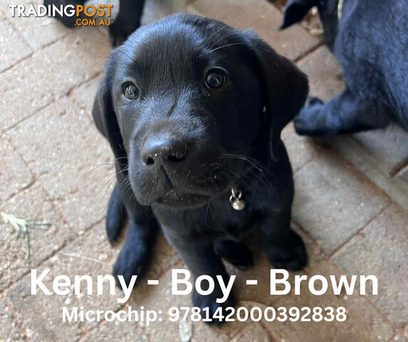 Purebred Black Labrador Puppies Available Now