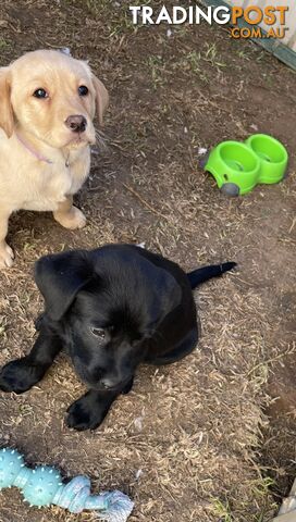 Labrador Retriever Puppies for sale under $35,000
