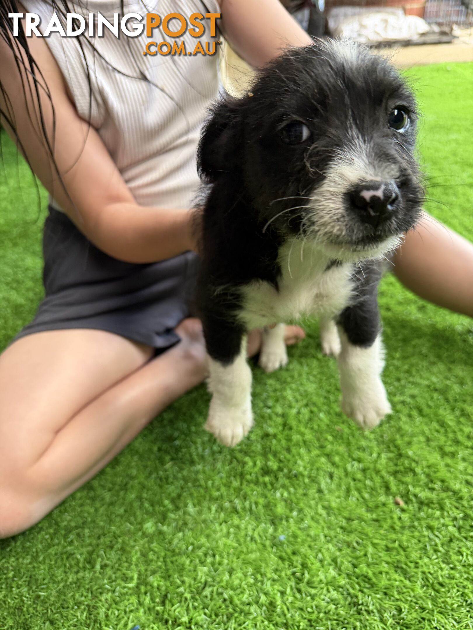 Jack Russell cross puppies