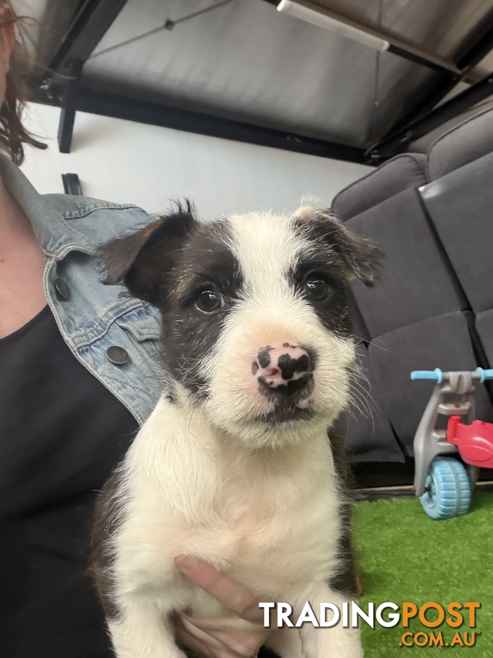 Jack Russell cross puppies