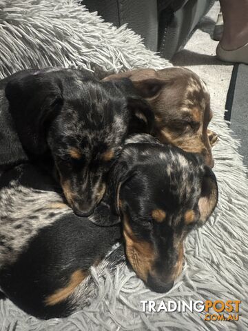 Mini dachshund