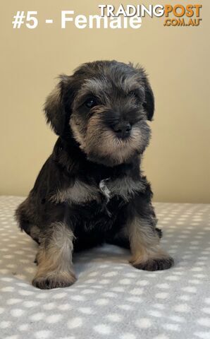 Purebred Miniature Schnauzers NSW