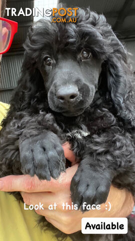 Gorgeous Cuddly Purebred Poodle