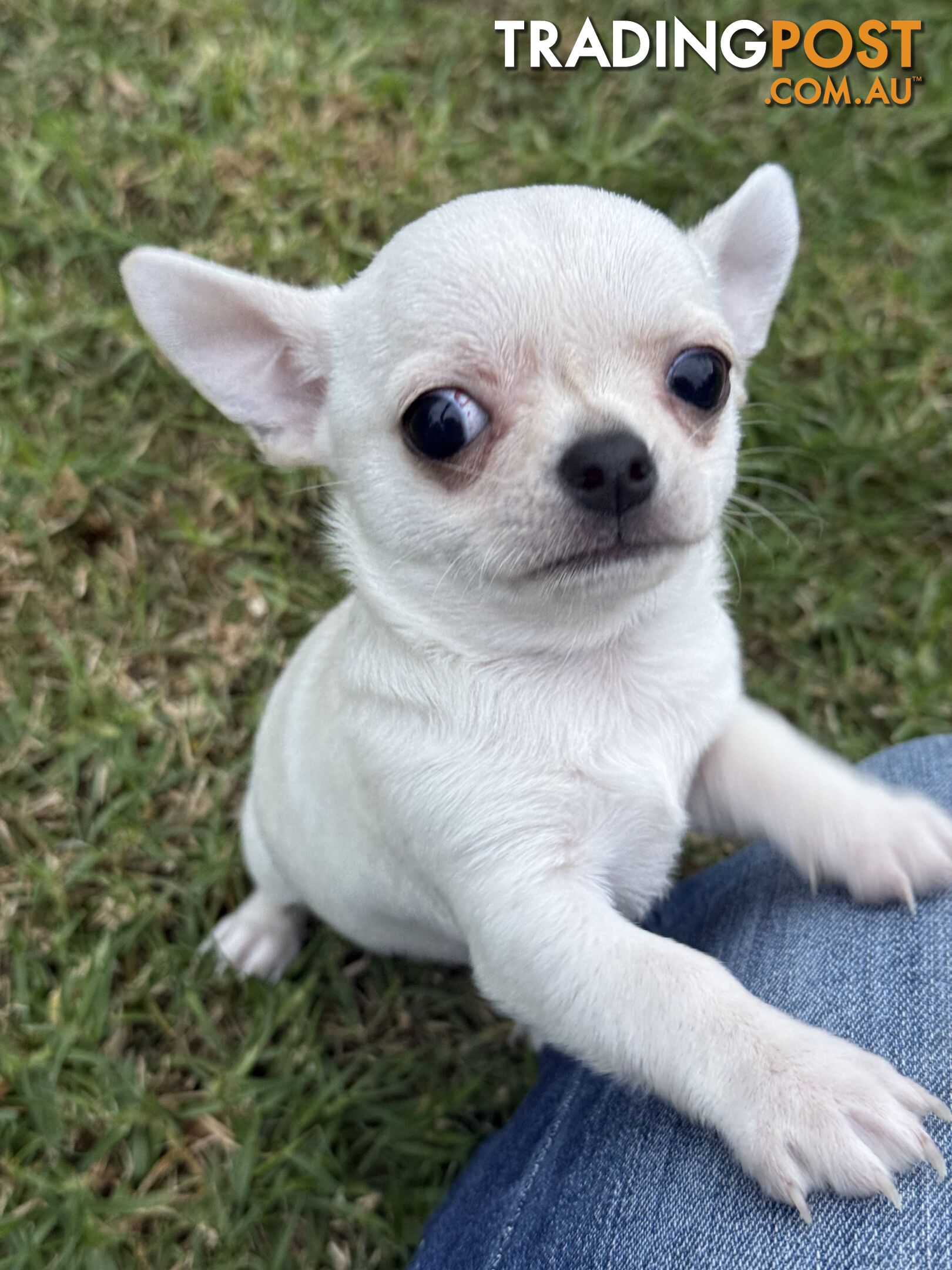 Purebred apple head chihuahua