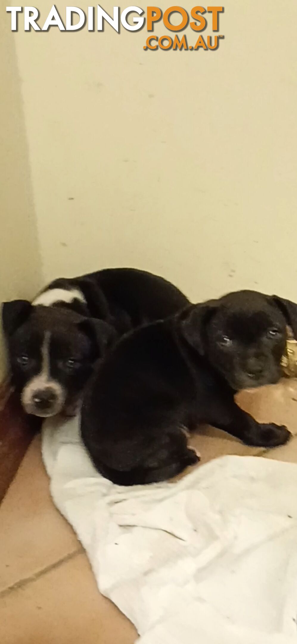 Two male English staffy puppies