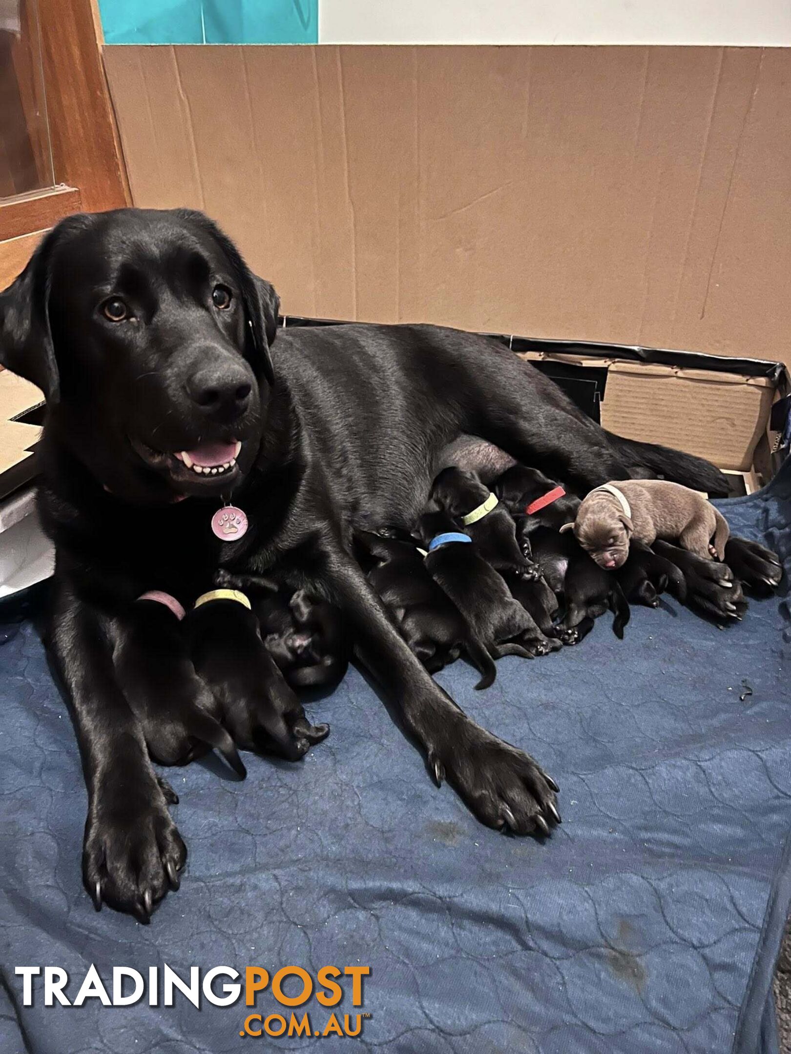 Purebred Black Labrador Puppies