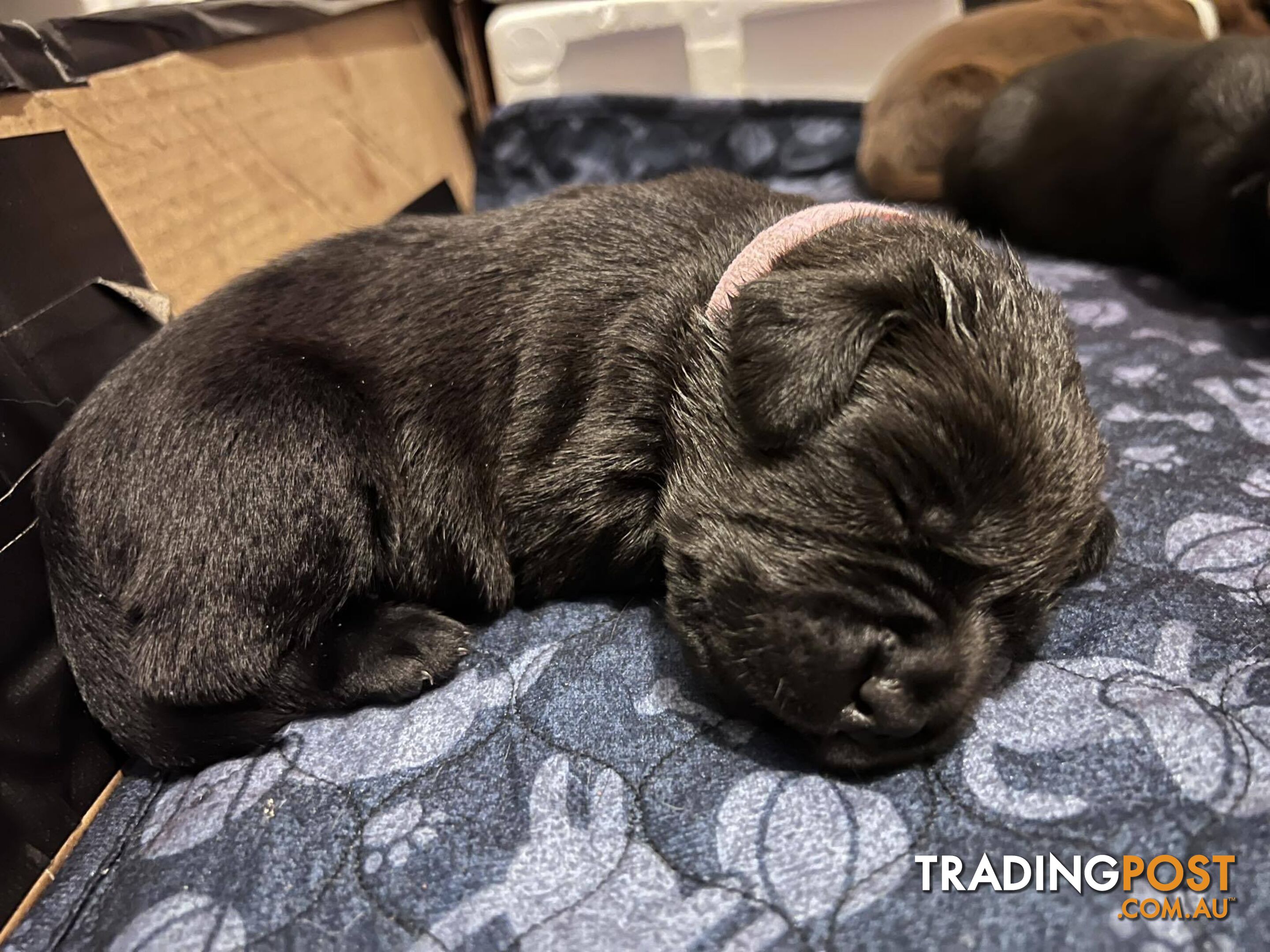 Purebred Black Labrador Puppies