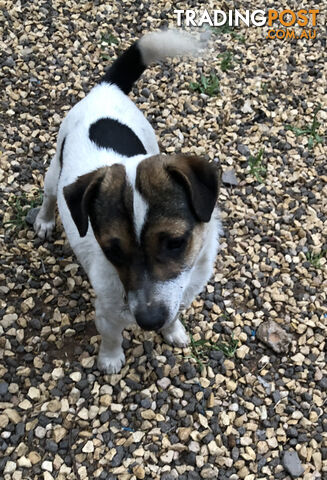 Purebred Jack Russell Terriers Ready for Loving Homes