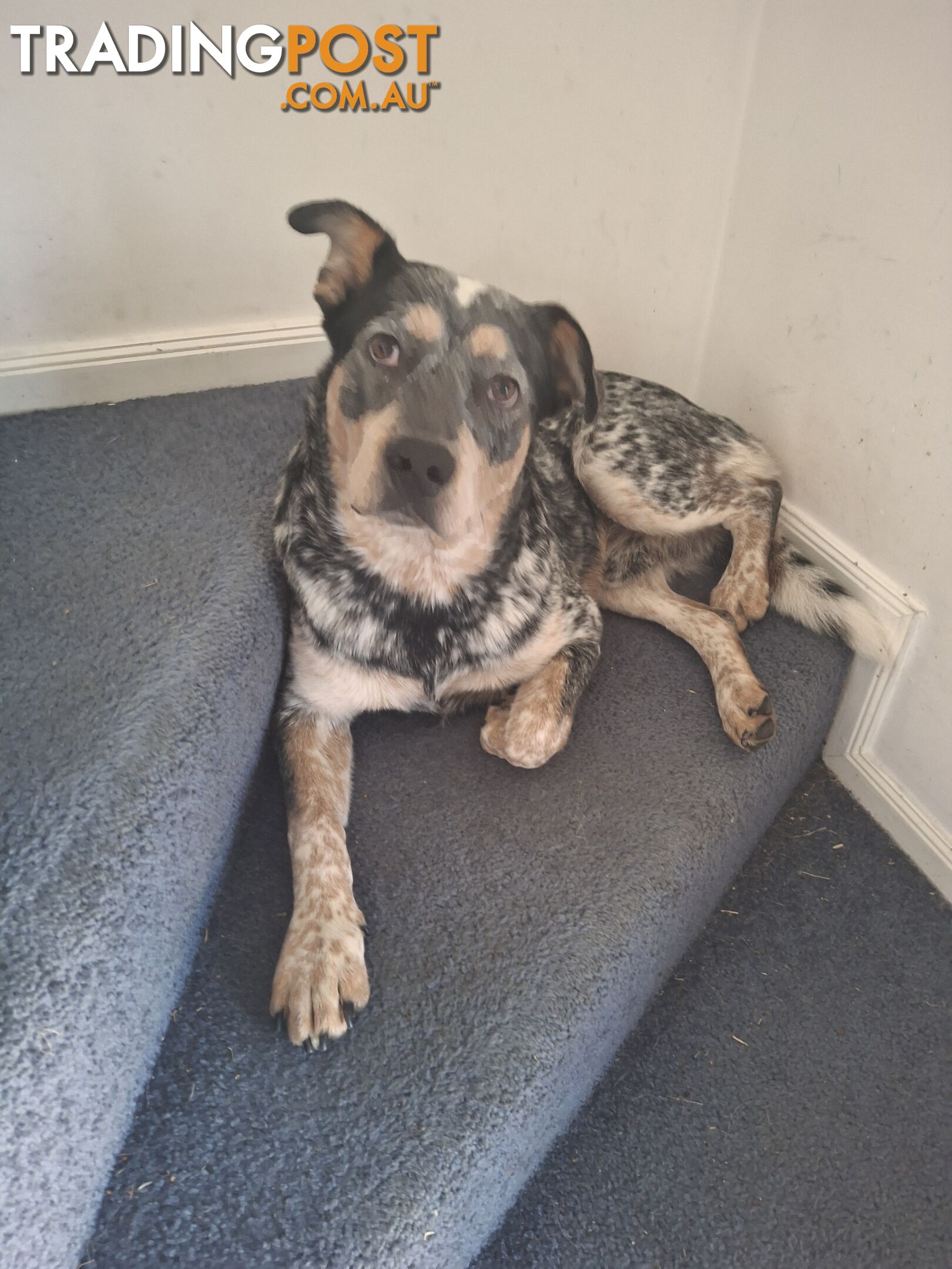 Blue cattle dog