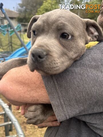 Staffordshire Bull Terrier Puppies for Sale