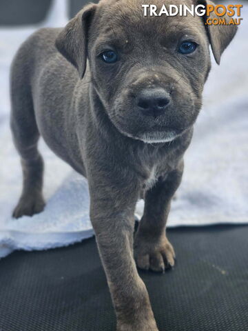 Take home ur new puppy today Staffy x mastiff