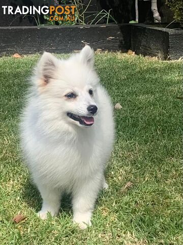 Adorable Japanese Spitz x Toy Poodle Puppies Christmas Sale