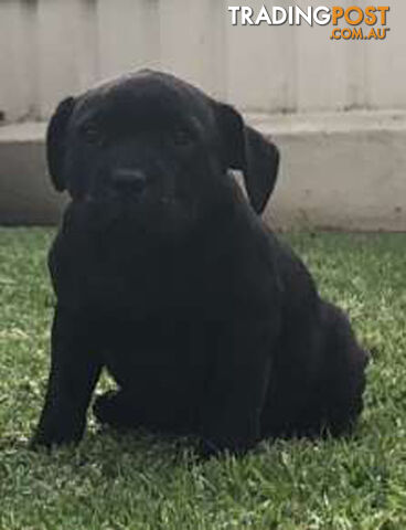 PREMIUM PURE BREED STAFFY PUPPIES WITH PAPERS ALL COLORS AVAILABLE from ...