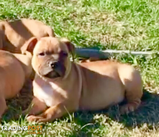 PREMIUM PURE BREED STAFFY PUPPIES WITH PAPERS ALL COLORS AVAILABLE from ...