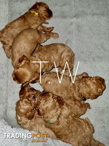 1st Gen Red Cavoodle Theodore Puppies