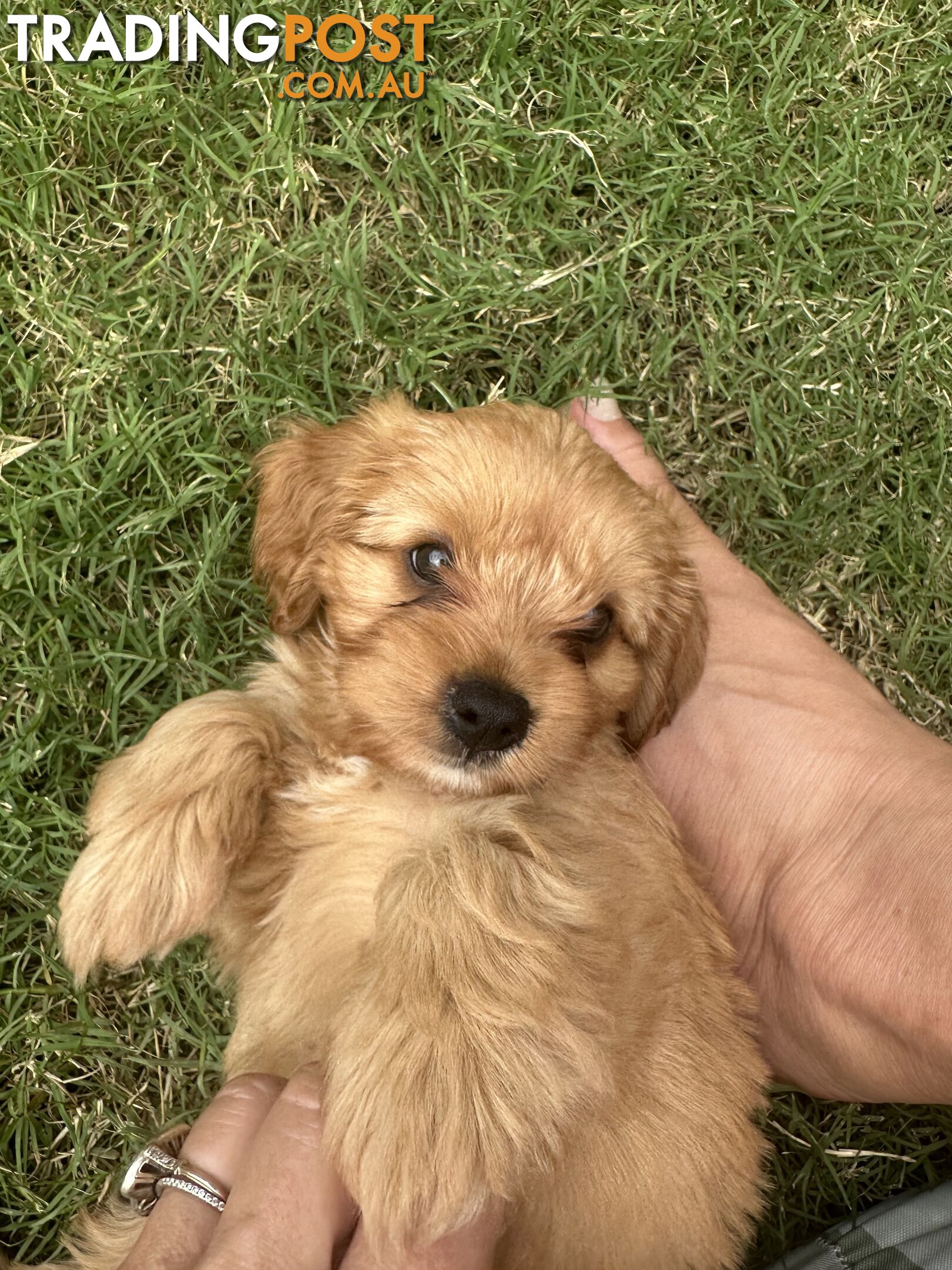 Toy Cavoodle Puppies